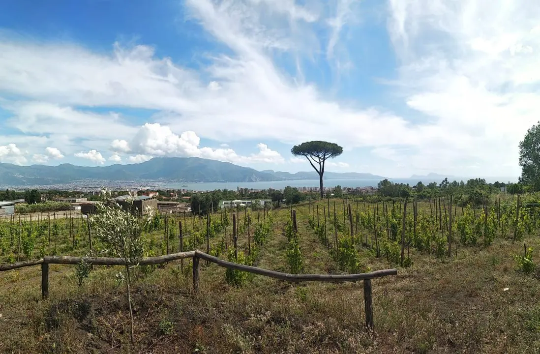 Andrea di Cantine Matrone, il nuovo artista del Lacryma Christi ...